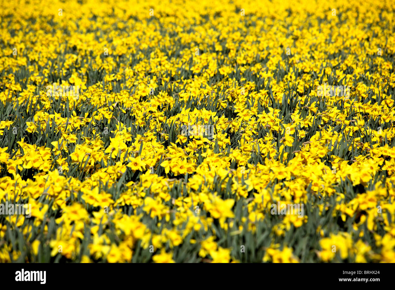 Commercially cultivated spring daffodils .Montrose Scotland Stock Photo ...