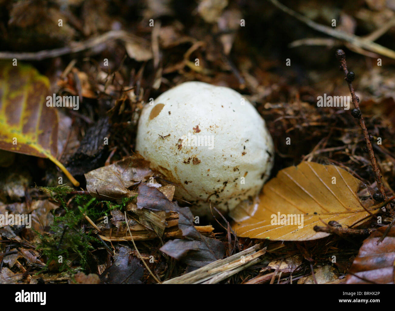 Young Stinkhorn Fungus or Witches Egg, Phallus impudicus, Phallaceae ...
