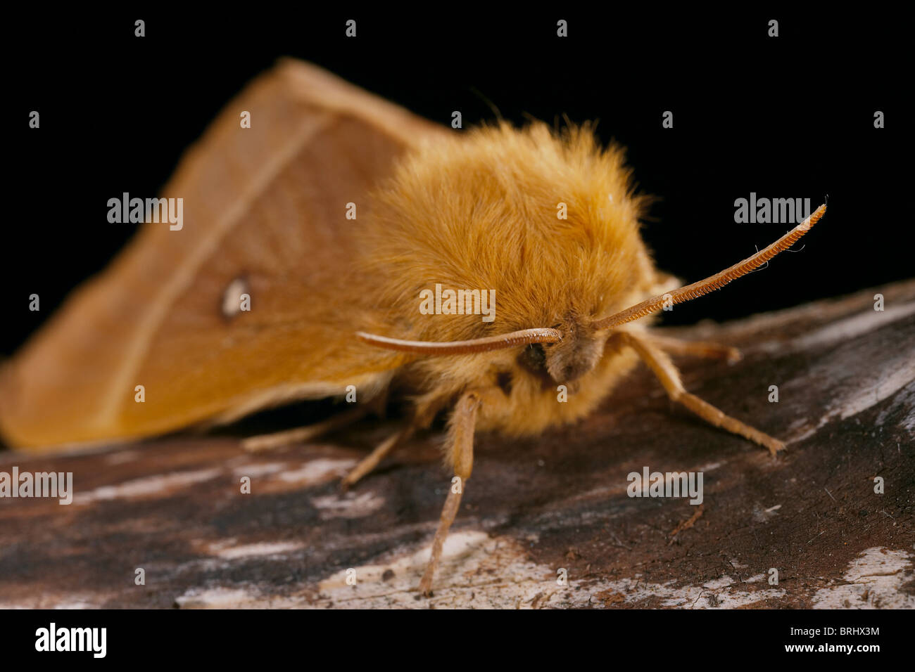 Oak eggar moth hi-res stock photography and images - Alamy