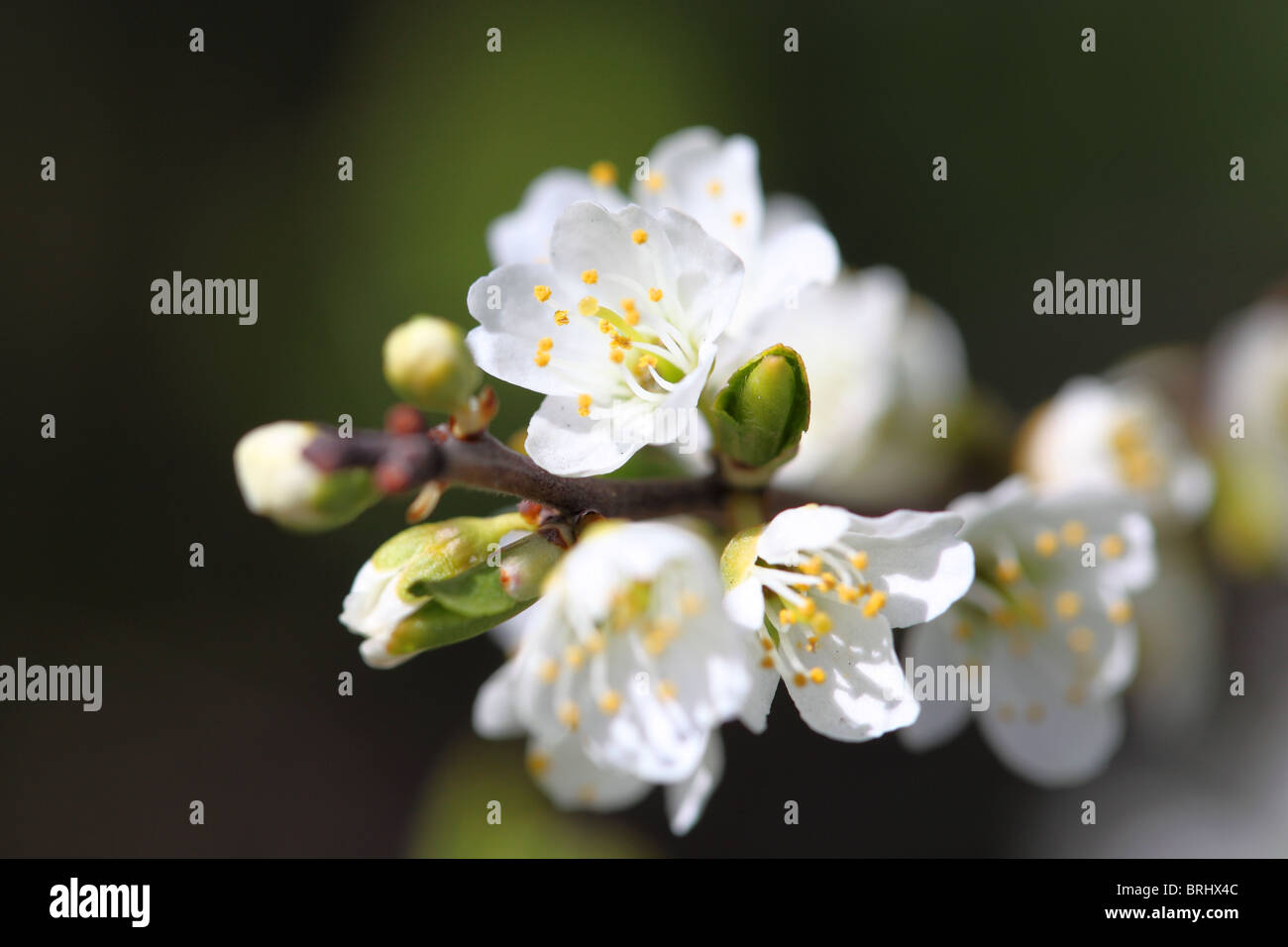 Scottish new towns hi-res stock photography and images - Alamy
