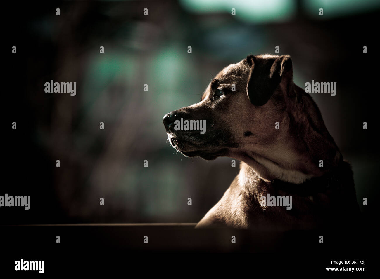 a picture of "cooper" a mastiff / shepherd / lab cross dog. dog posed ...