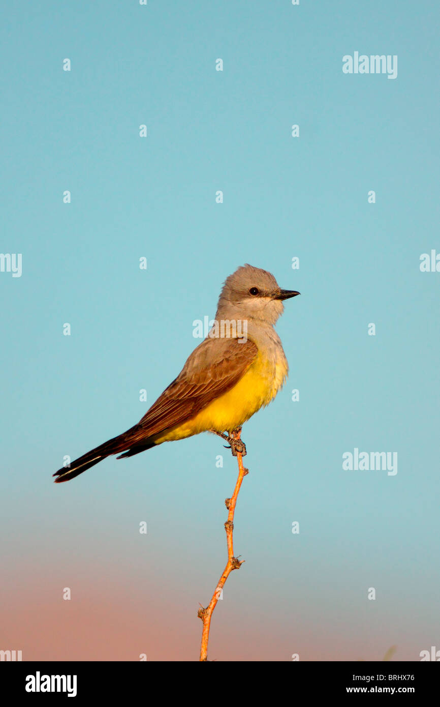 Western bird species hi-res stock photography and images - Alamy