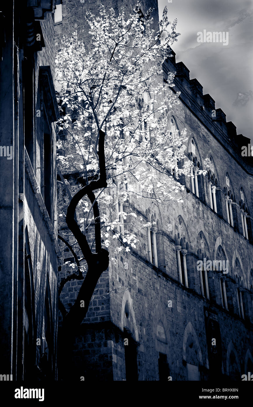 Negative image of a tree growing up between two buildings Stock Photo ...