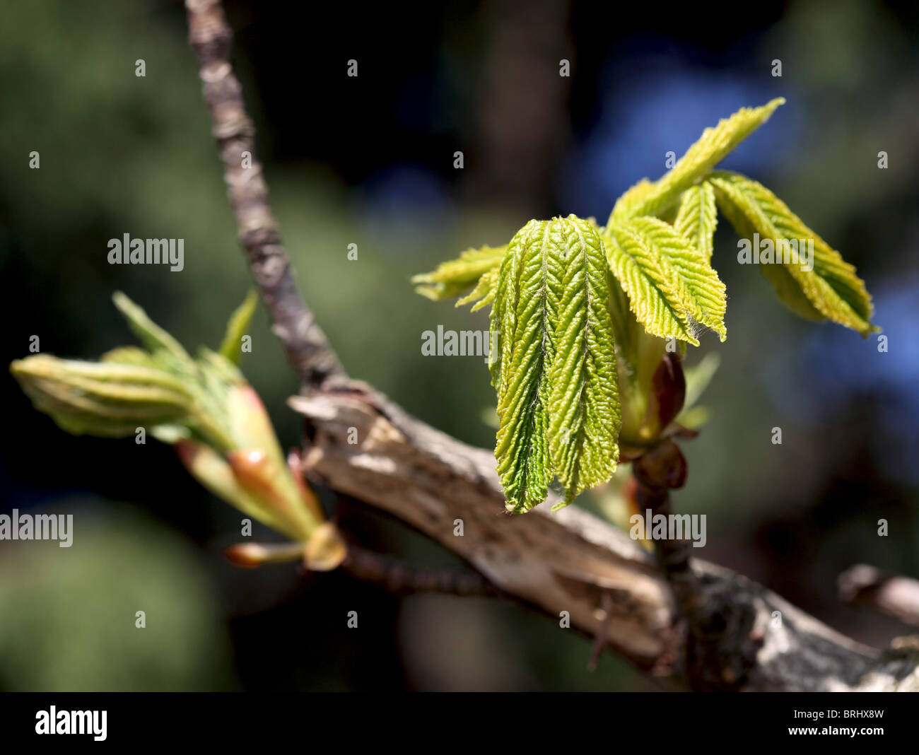 new spring leaves on tree Scotland Stock Photo - Alamy