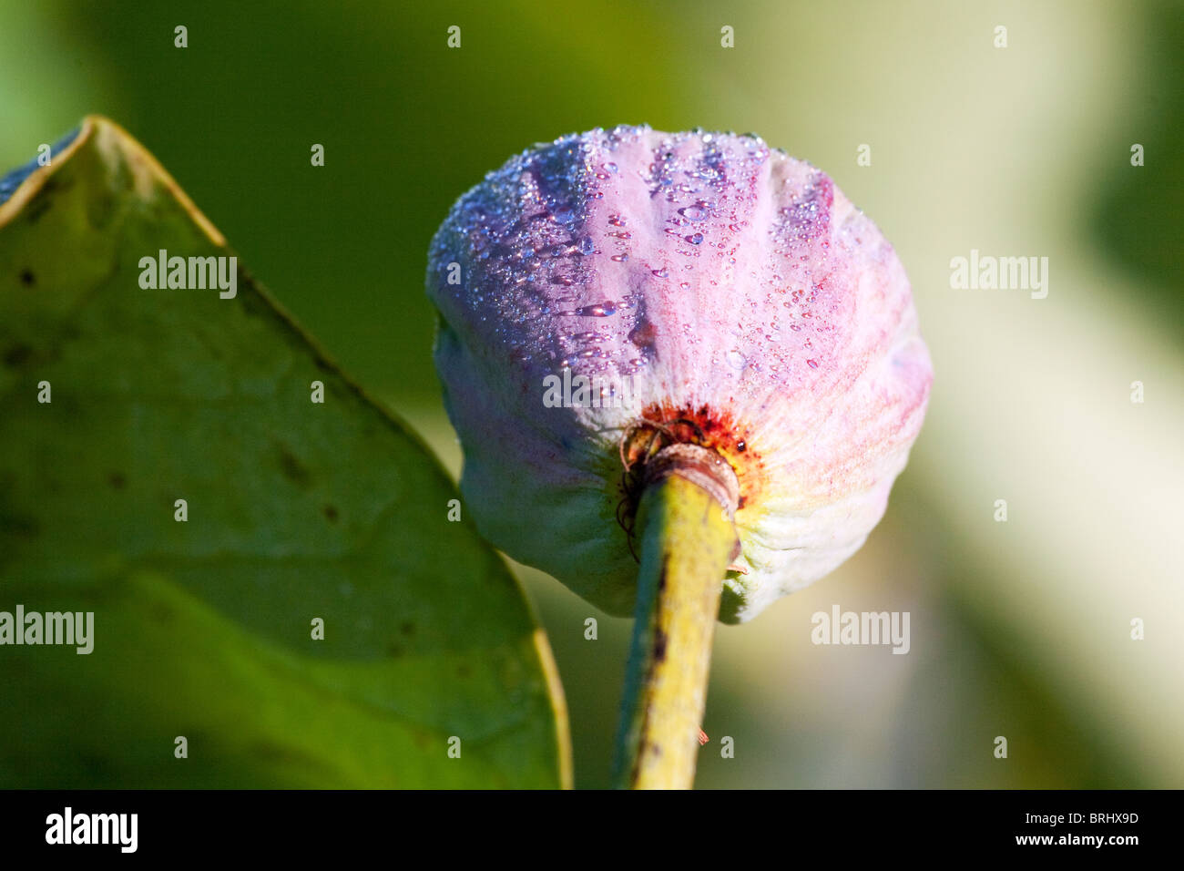 Back of a seed box from a Water Lily with water drops Stock Photo - Alamy