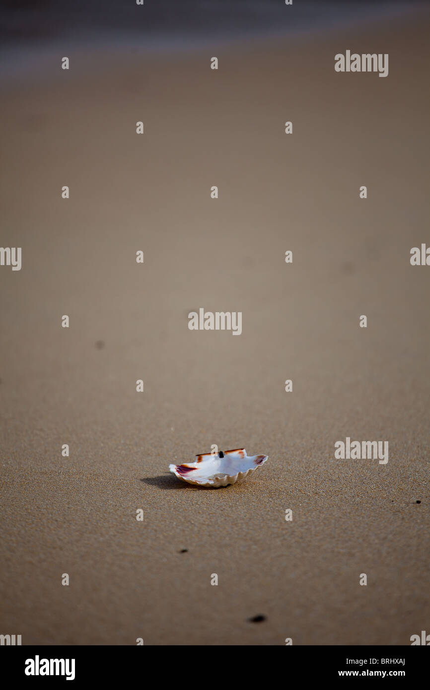 Empty clam shell hi-res stock photography and images - Alamy