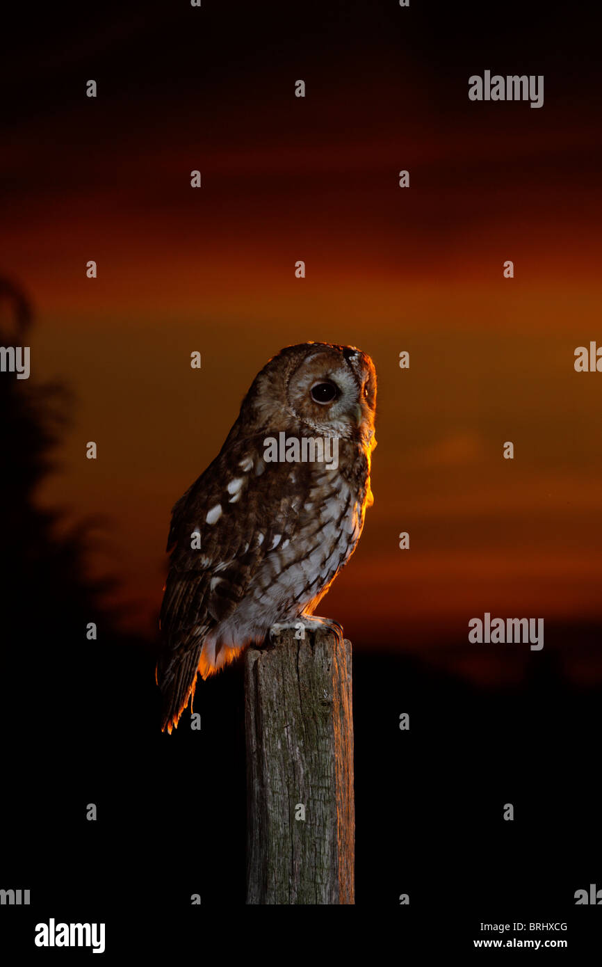 Owl at sunset hi-res stock photography and images - Alamy
