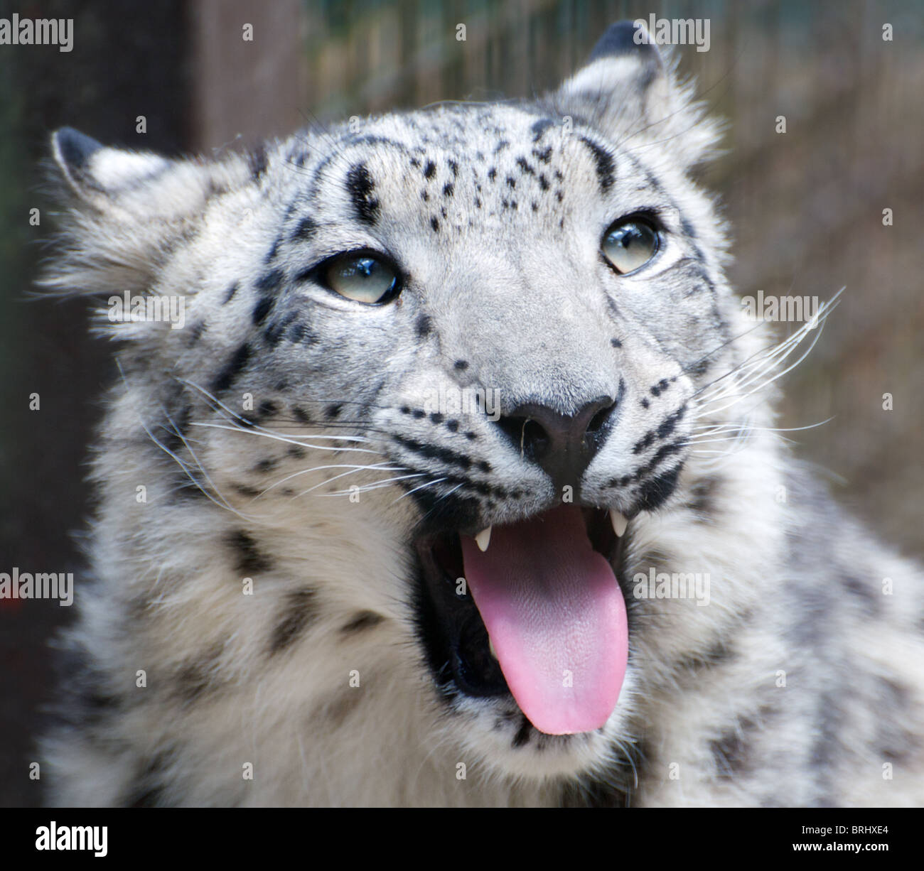 Snow leopard yawning Stock Photo - Alamy