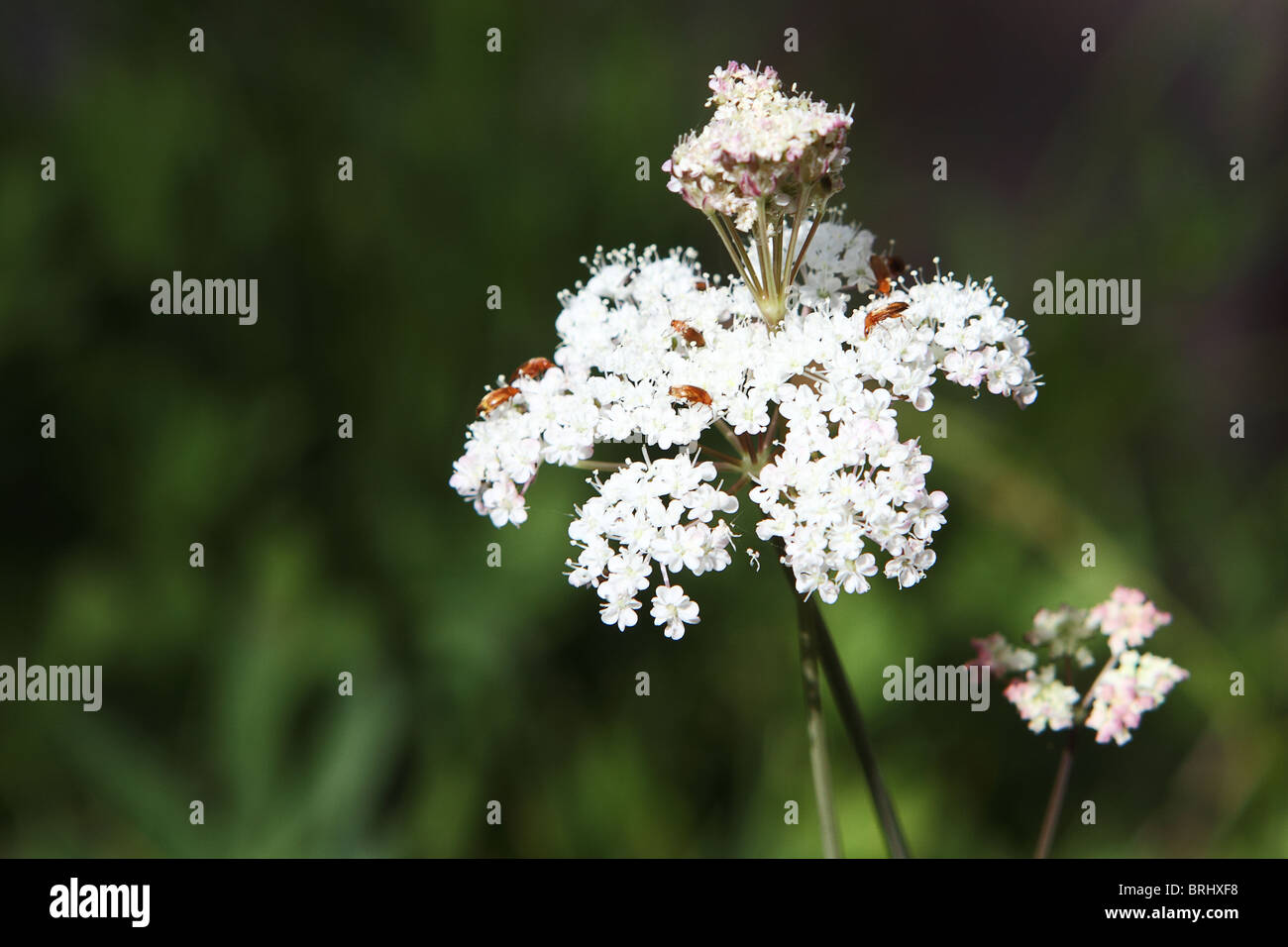 Beautiful natural forest plant life with insects Stock Photo - Alamy