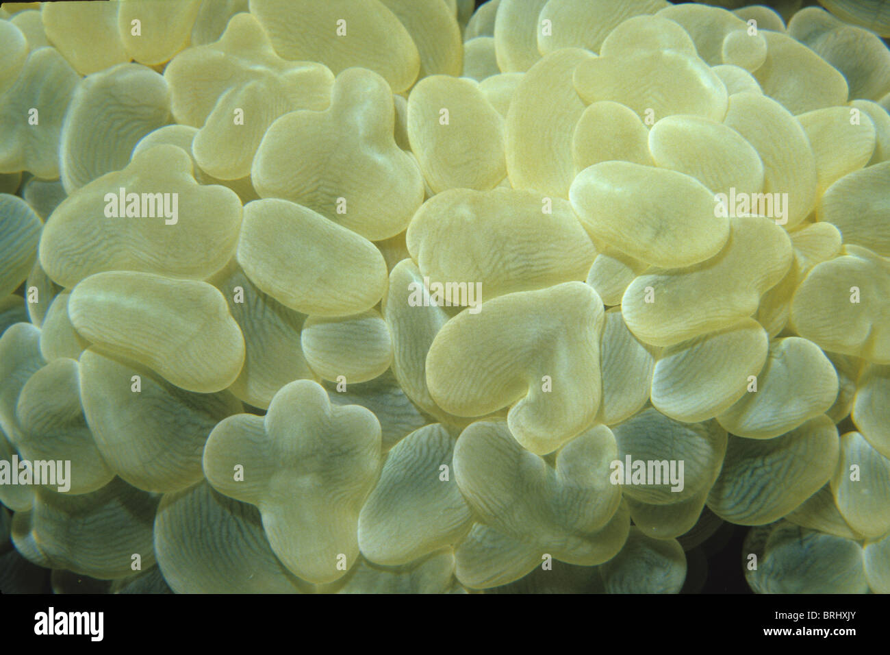 Bubble coral, Plerogyra sinuosa, in Lower Sinai, Red Sea Stock Photo ...