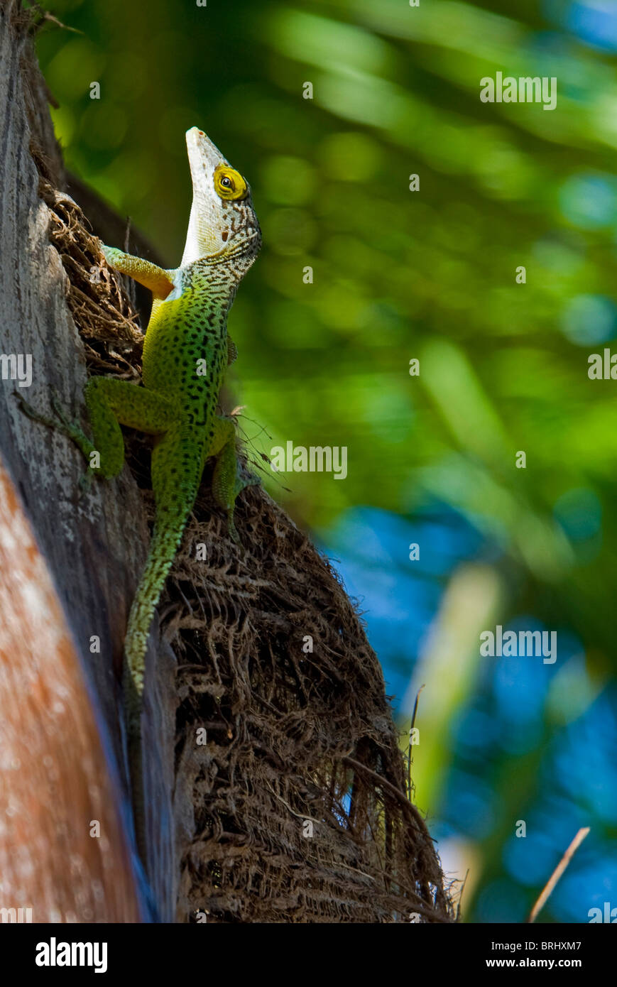 LIzard, Antigua, West Indies, Caribbean, Central America Stock Photo ...
