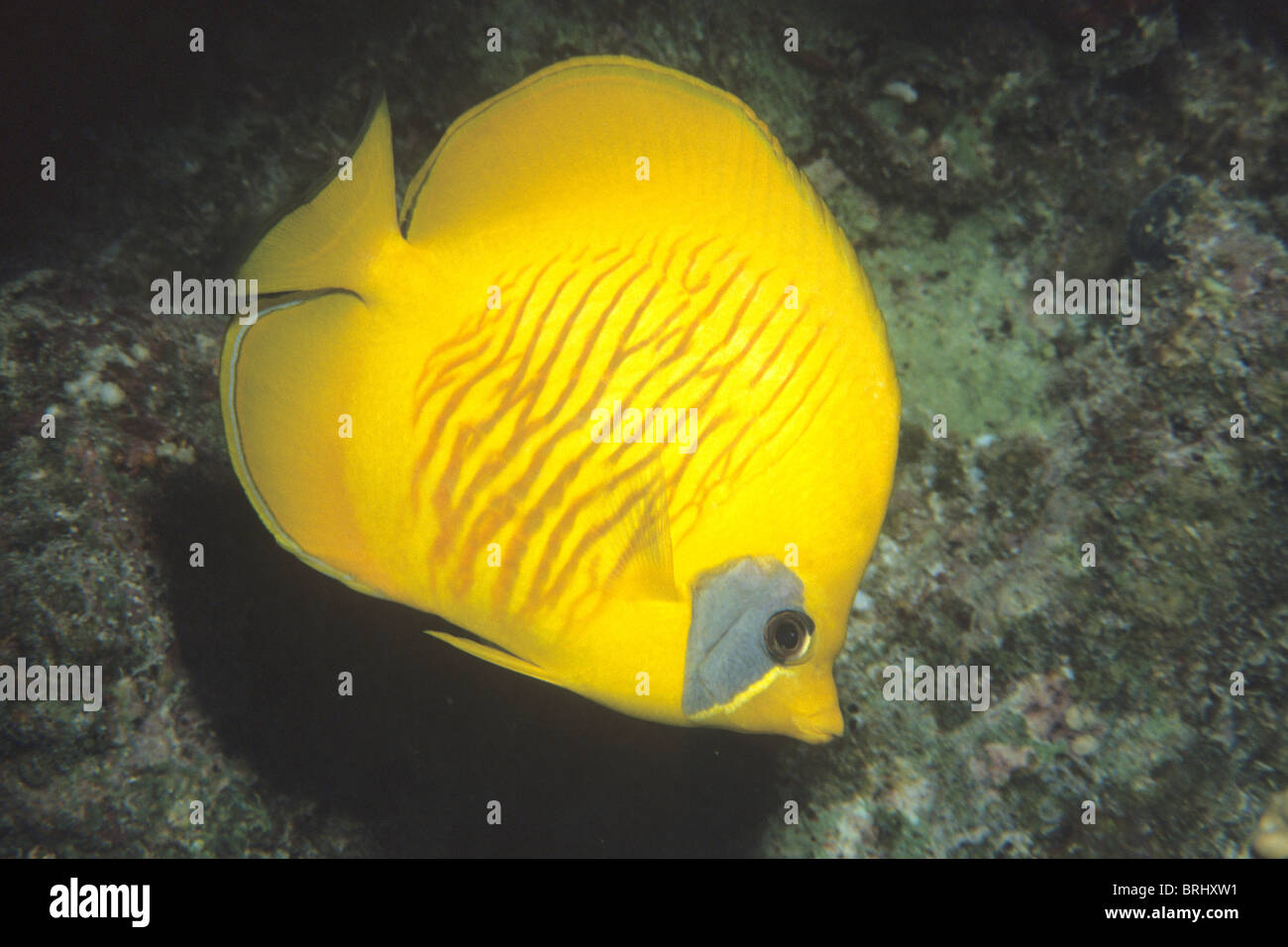 Masked butterflyfish, Chaetodon semilarvatus, in Lower Sinai, Red Sea ...