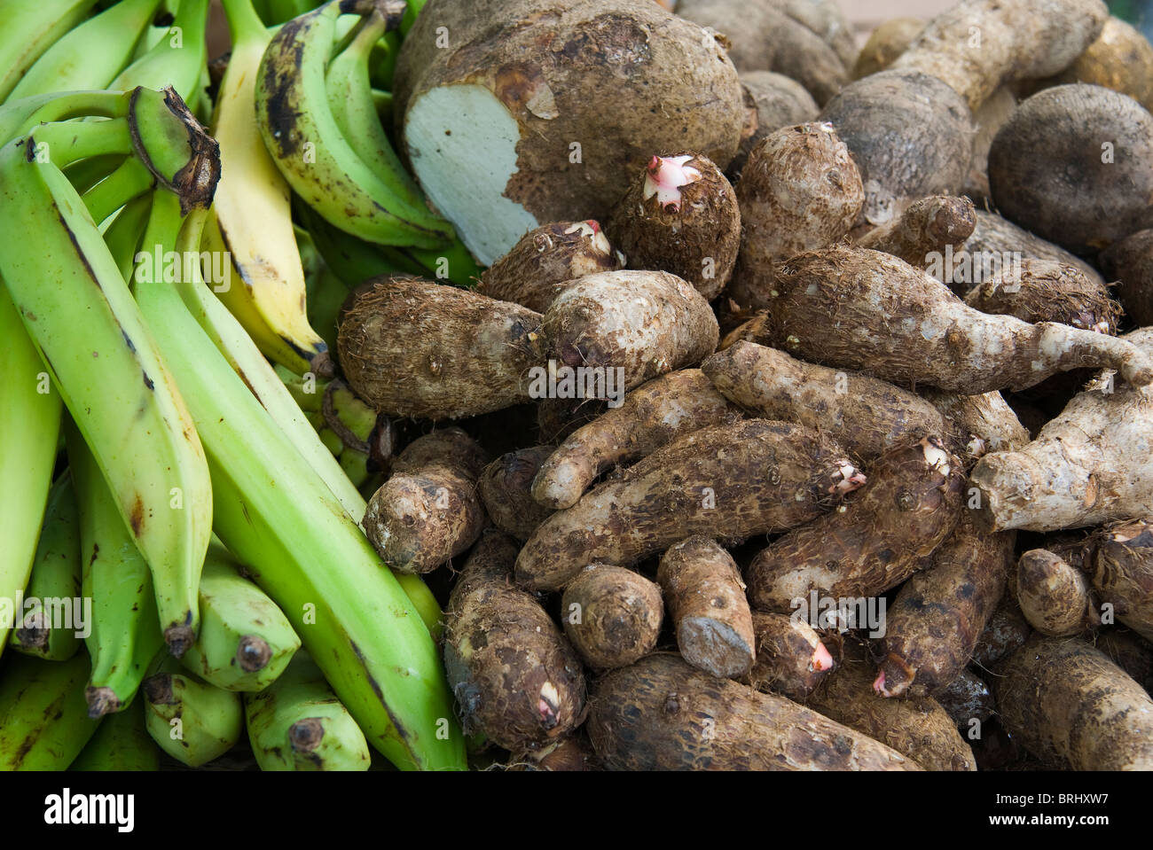 Yuca cassava hi-res stock photography and images - Alamy