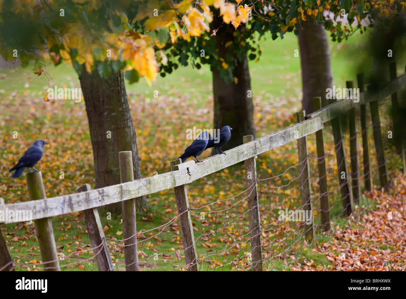 Three birds on fence hi-res stock photography and images - Alamy