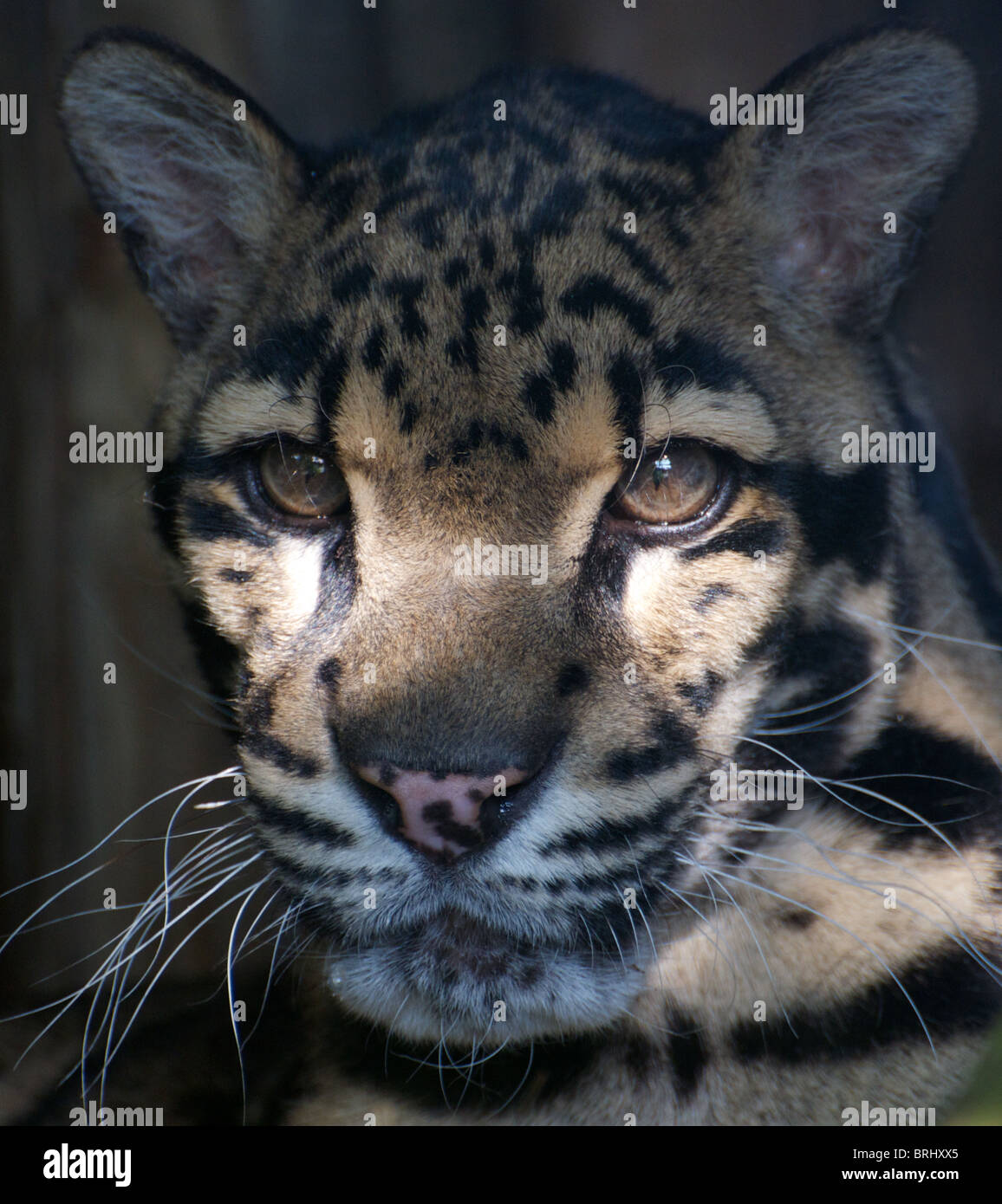 Male clouded leopard (headshot Stock Photo - Alamy