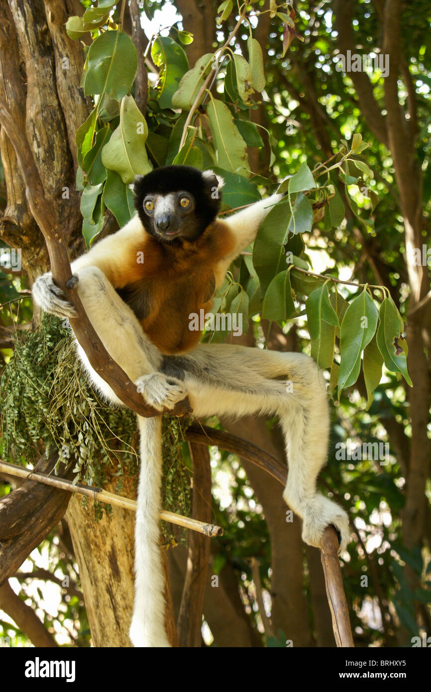 Coquerel's sifaka, Madagascar Stock Photo - Alamy