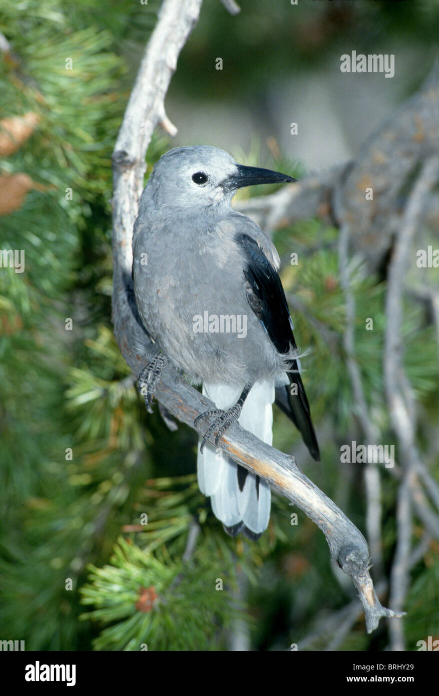 Clark's nutcracker pine hi-res stock photography and images - Alamy