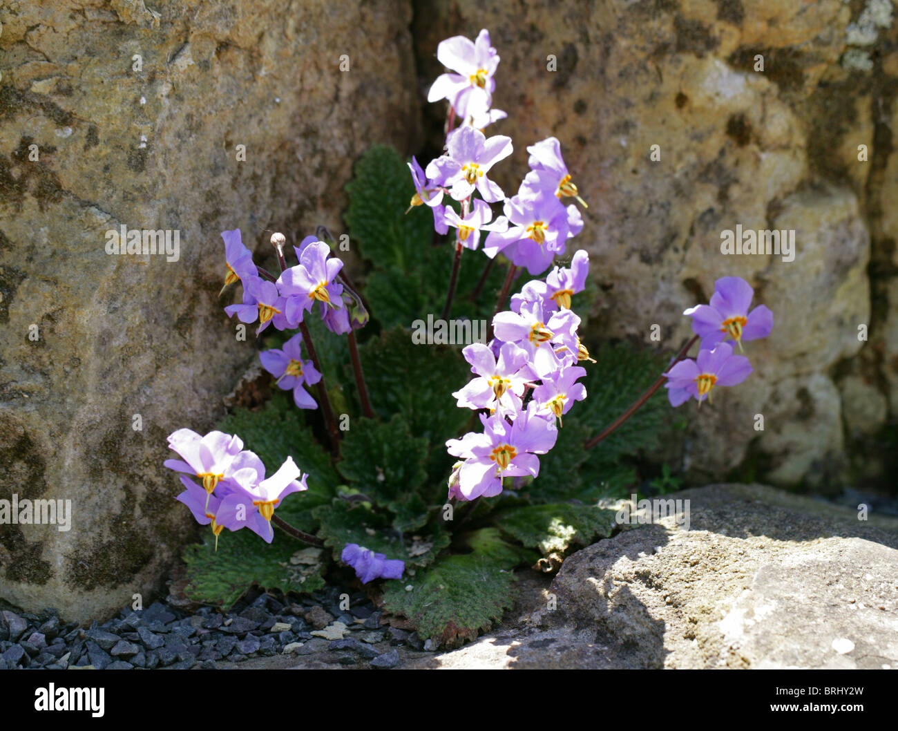 Pyrenean Violet, Ramonda pyrenaica, Gesneriaceae, France & Spain ...