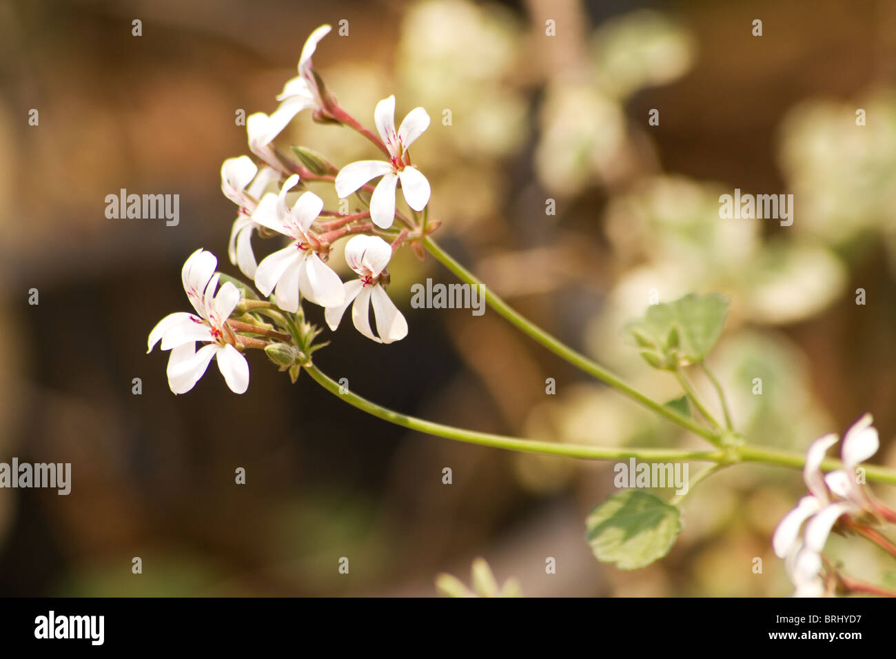 Pelargonium hi-res stock photography and images - Alamy