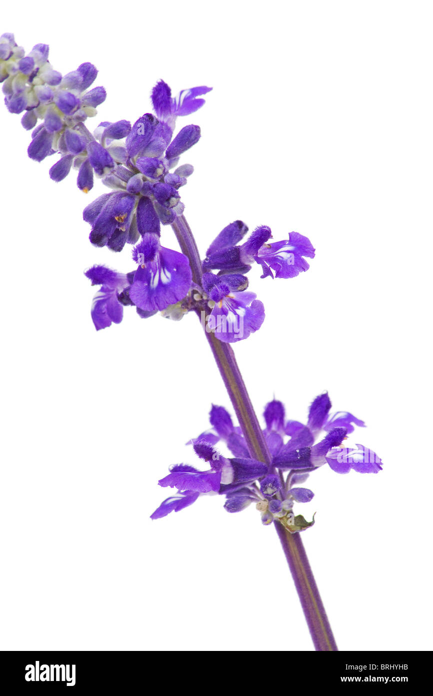 Salvia farinacea flower Cut Out Stock Images & Pictures - Alamy