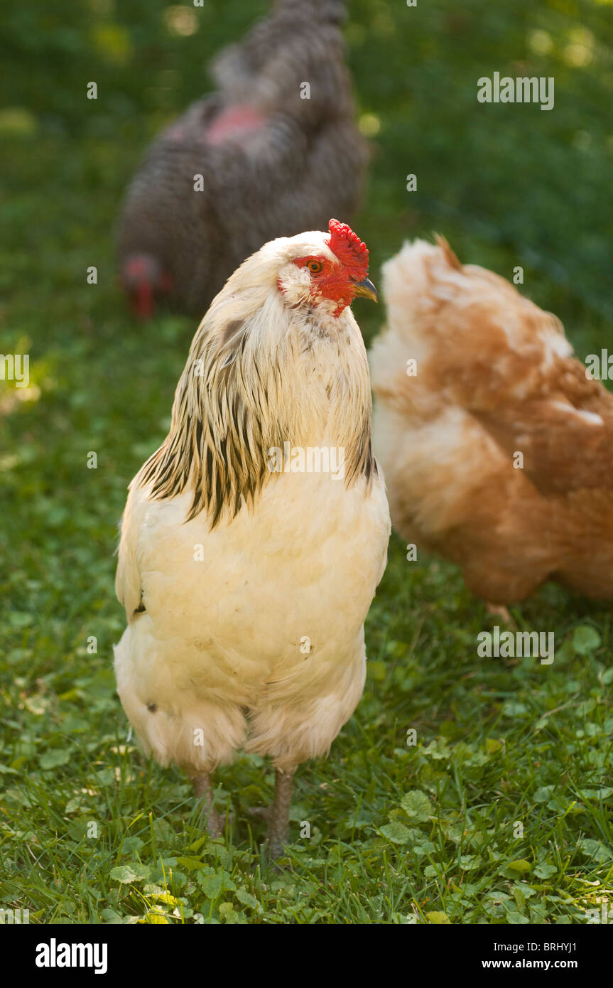 ROOSTER IN CHICKEN PEN Stock Photo - Alamy