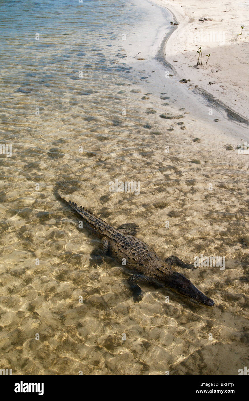 Mexico, Cozumel. Saltwater crocodile crocodylus porosu) in Punta Sur ...