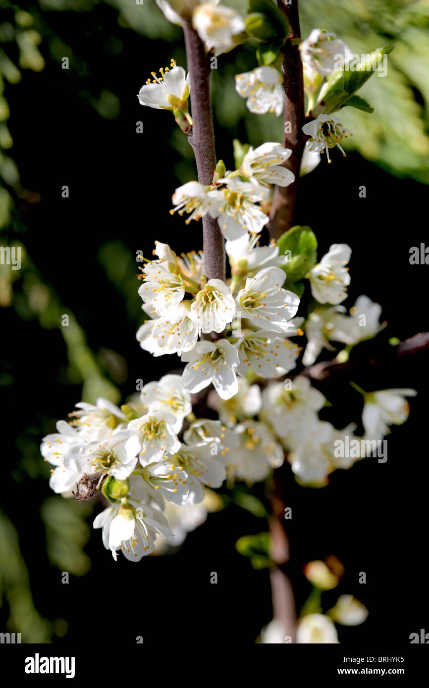 Scottish new towns hi-res stock photography and images - Alamy