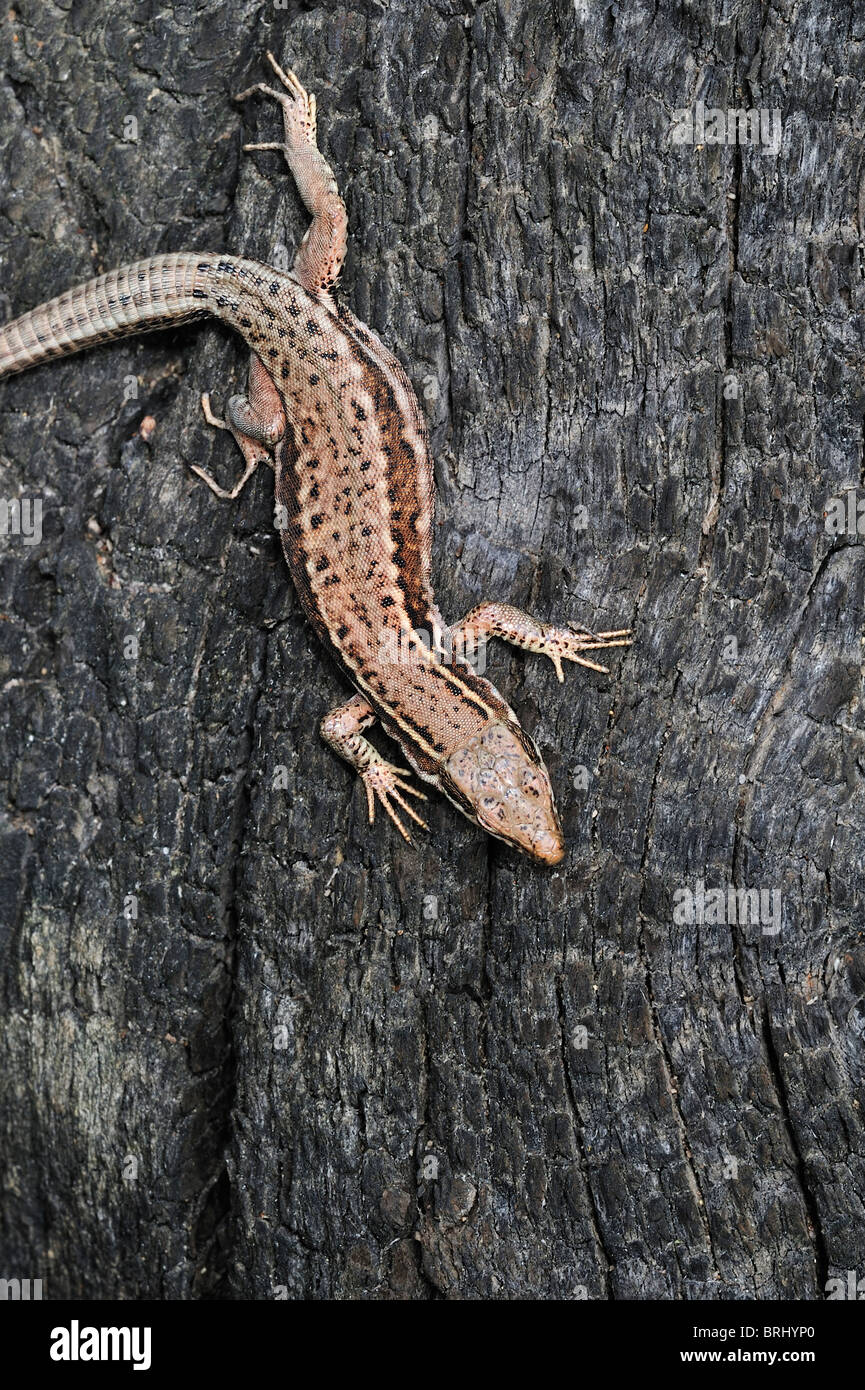 Common wall lizard hi-res stock photography and images - Alamy