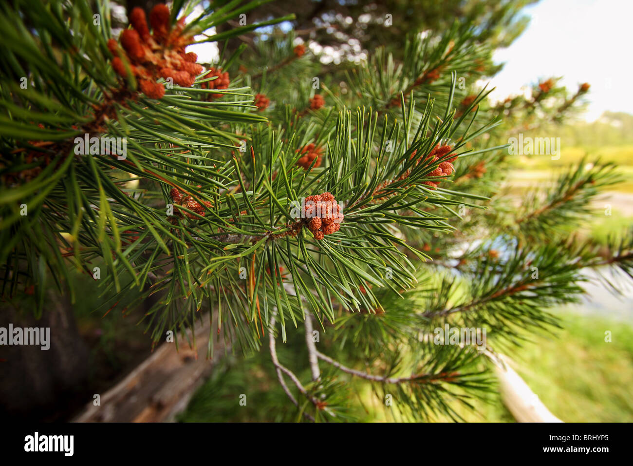 Beautiful bristle cone pine tree Stock Photo - Alamy