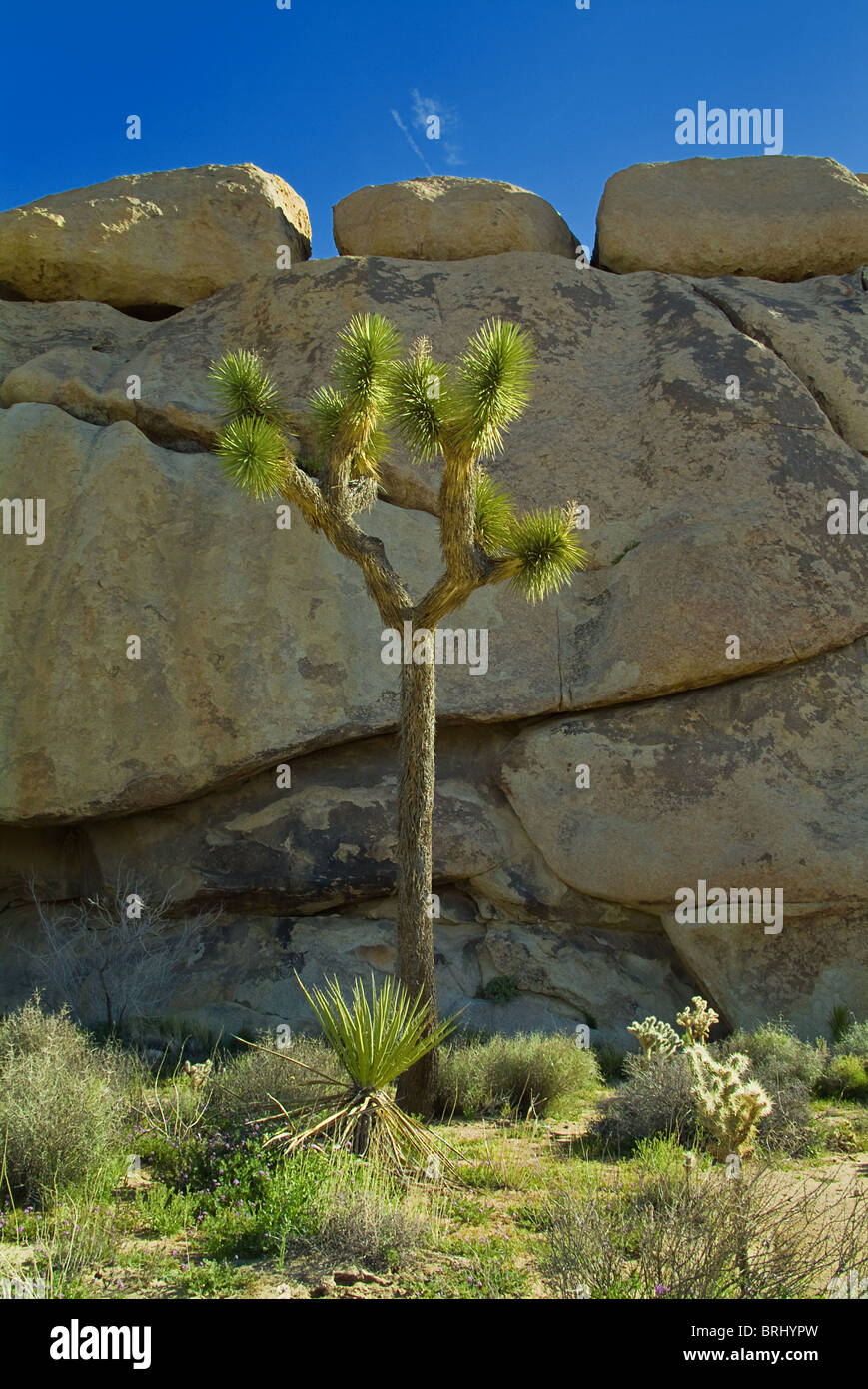 desert and Joshua tree cactus Stock Photo - Alamy