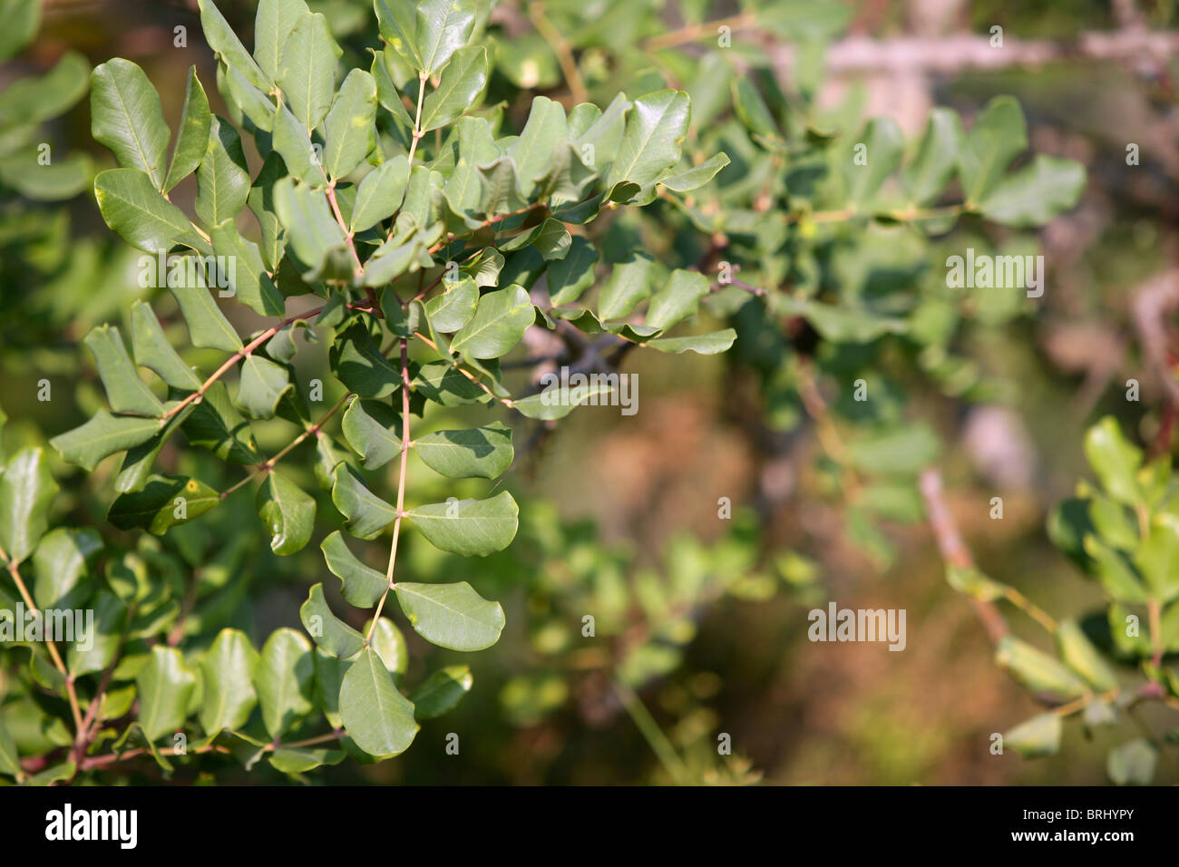 Carob locust tree round leaves detail fruits horses food Stock Photo ...