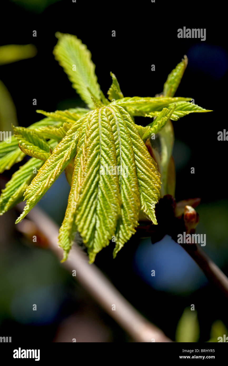 new spring leaves on trees Scotland Stock Photo - Alamy