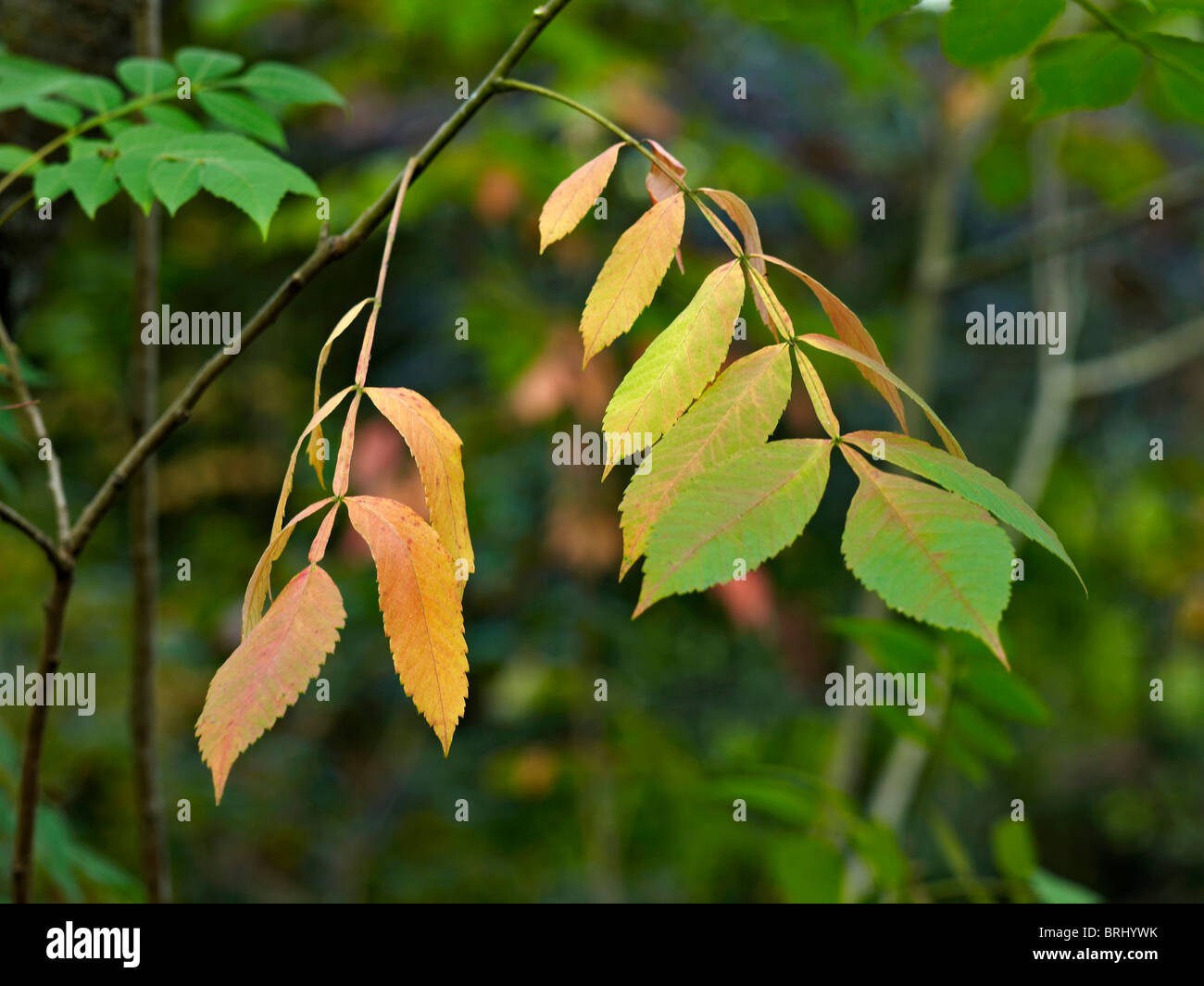Chinese Sumac Rhus chinensis bulk wholesale seeds for planting Nutgall ...