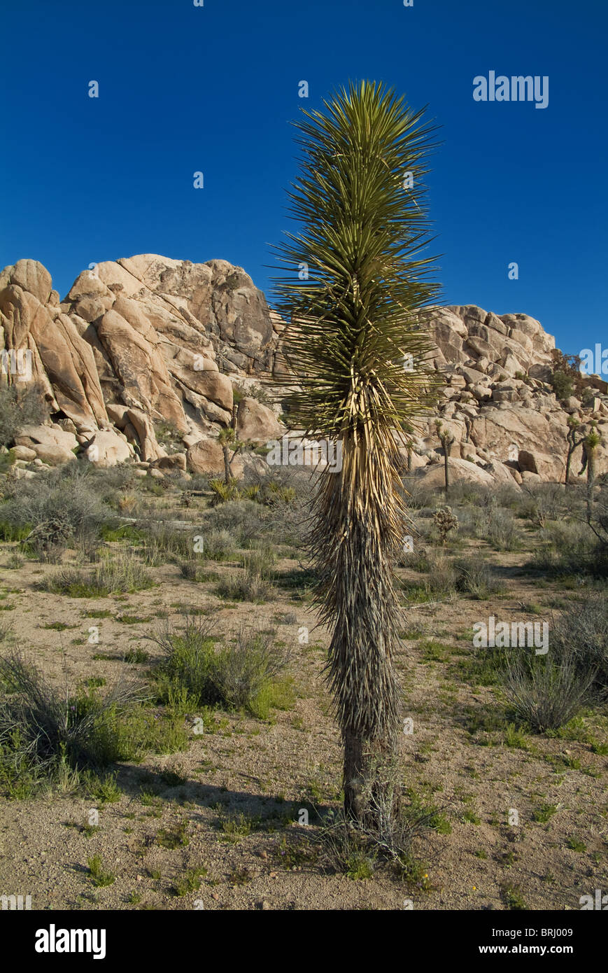 desert rocks and cactus Stock Photo - Alamy