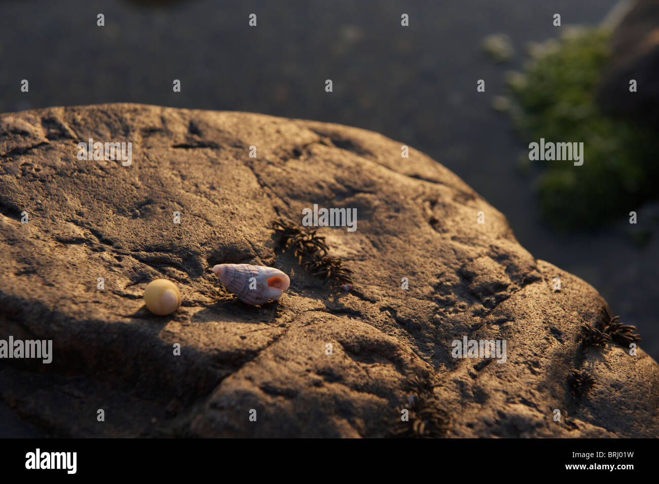 Sea shells on a rock at sunset Stock Photo - Alamy