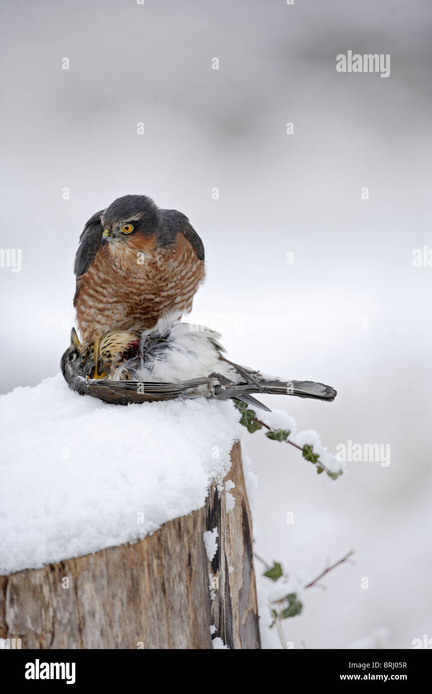 Sparrowhawk ( Accipiter nisus ) male with fieldfare in snow Stock Photo ...
