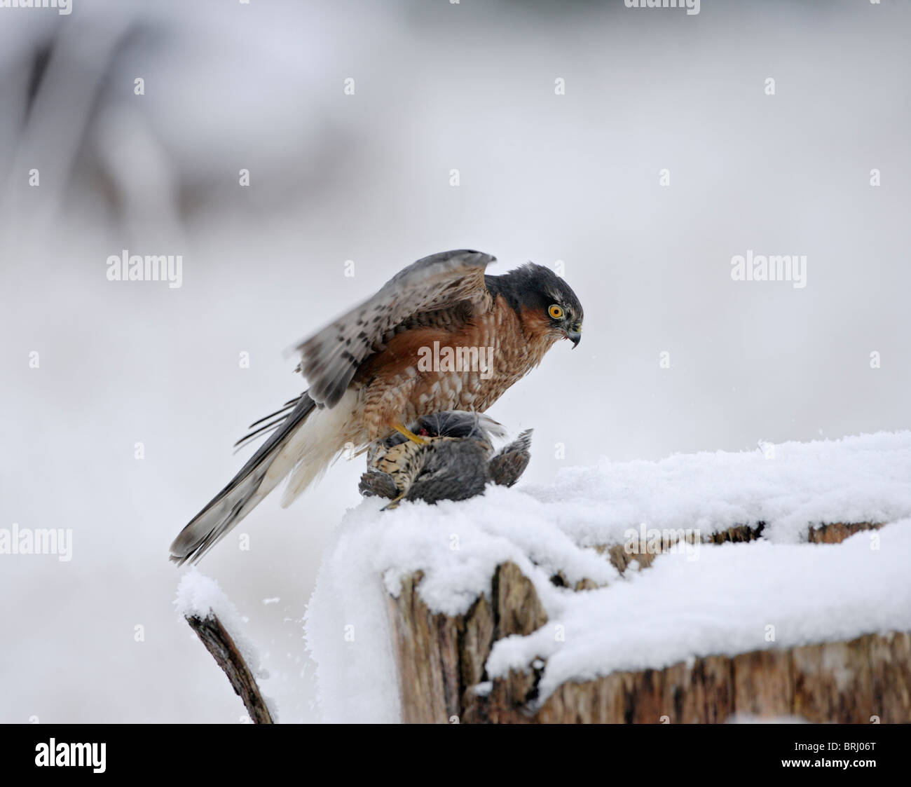 Sparrowhawk ( Accipiter nisus ) male with fieldfare in snow Stock Photo ...