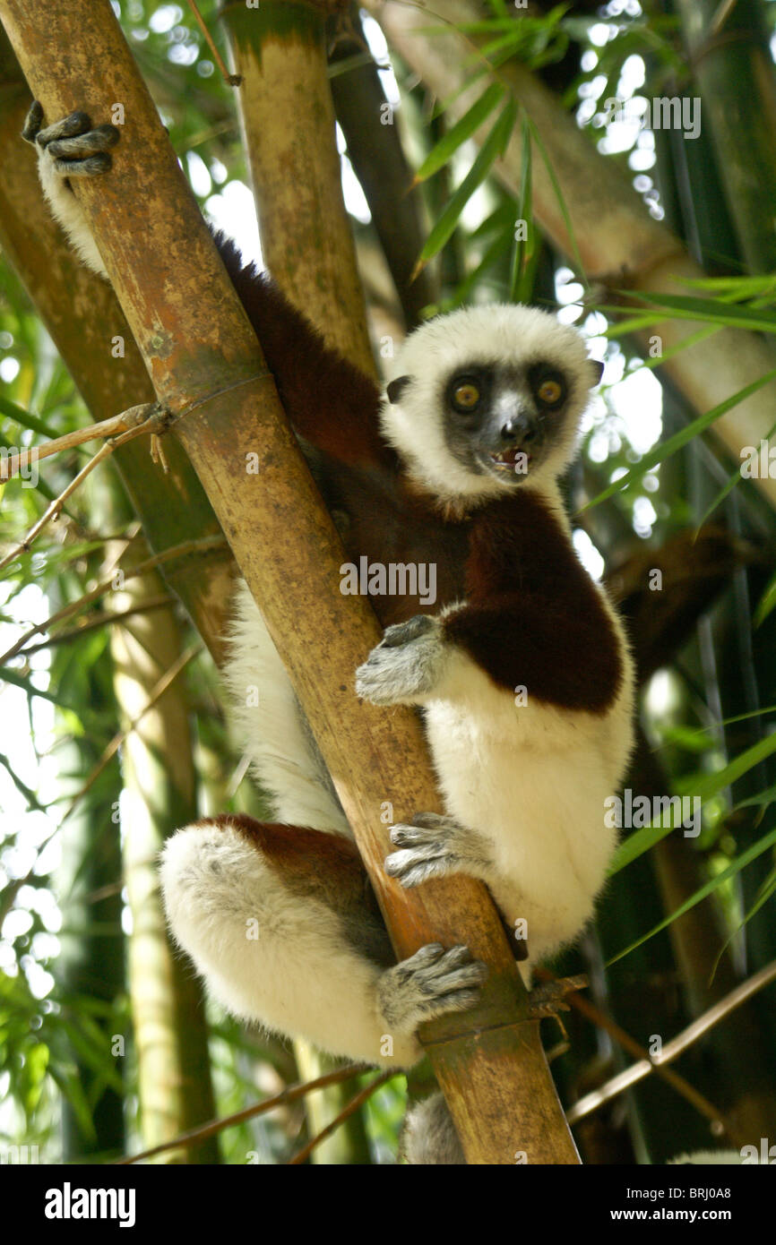 Coquerel's sifaka, Madagascar Stock Photo - Alamy