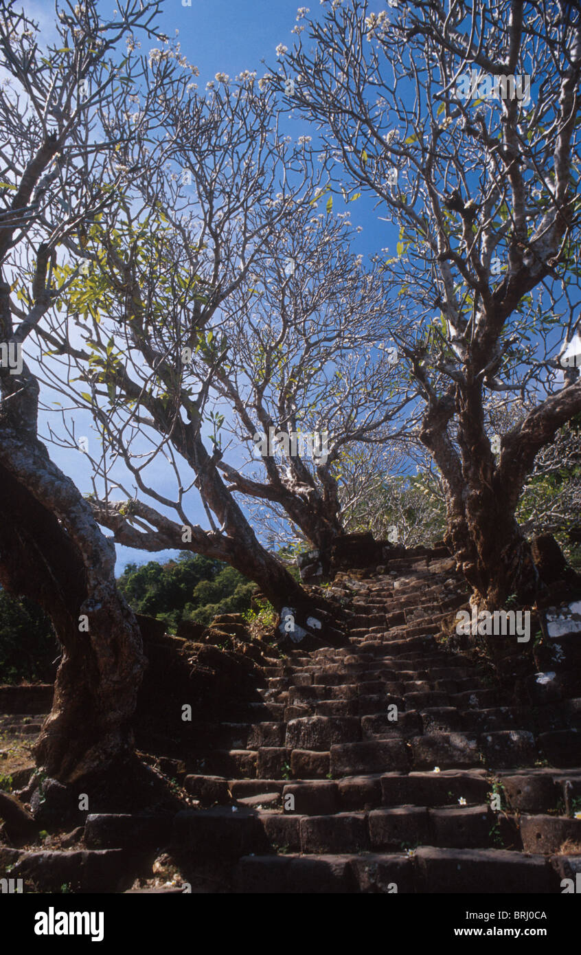 The plumeria is the national tree of laos hi-res stock photography and ...