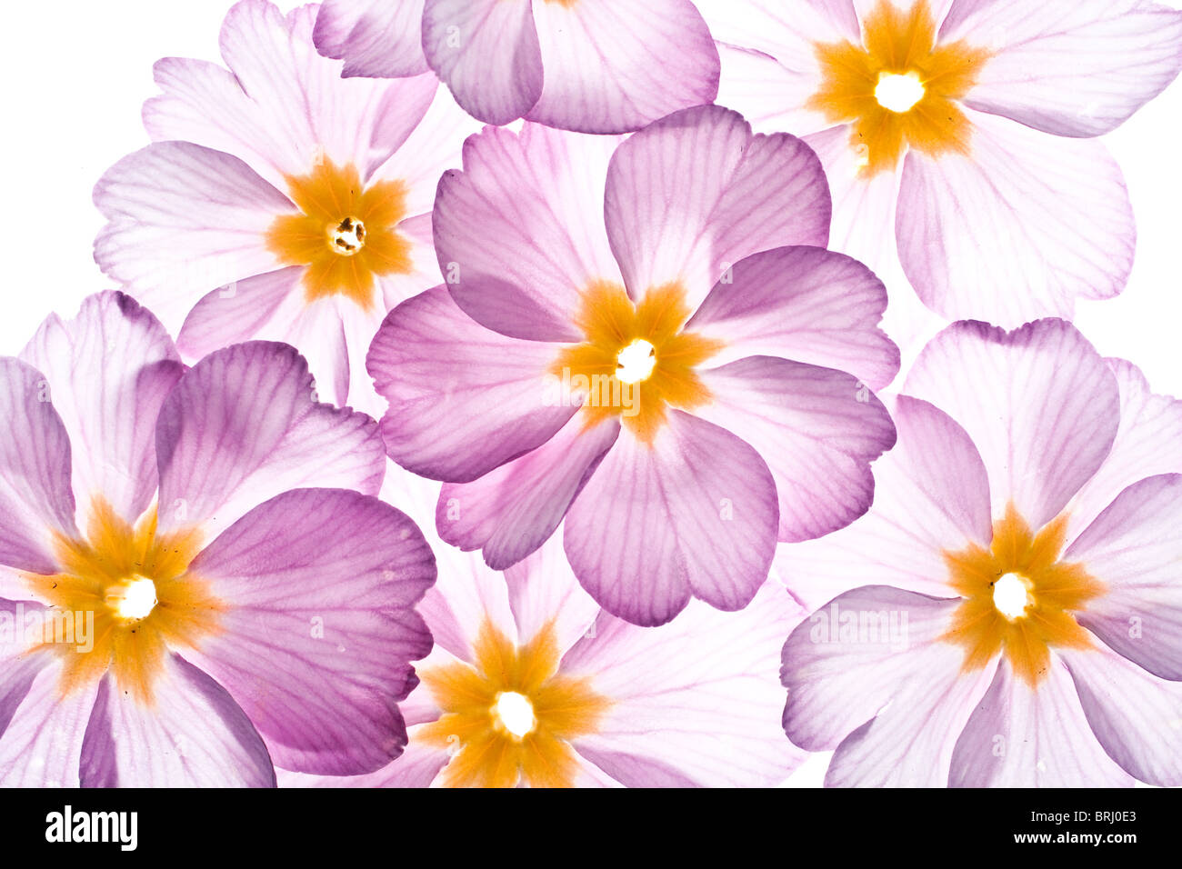 Red velvet primrose petals hi-res stock photography and images - Alamy