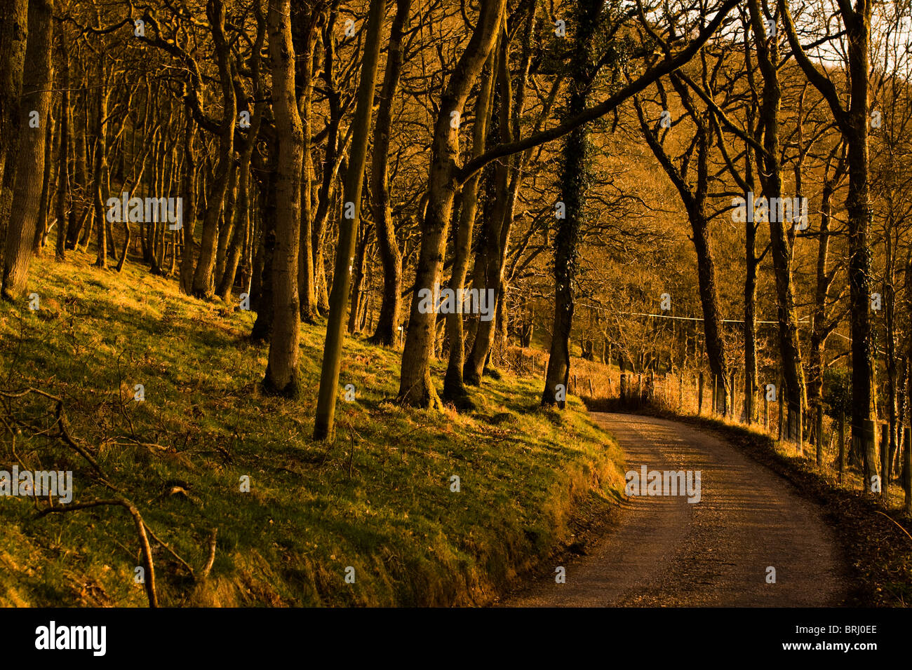 Devon country lane at dusk Stock Photo - Alamy