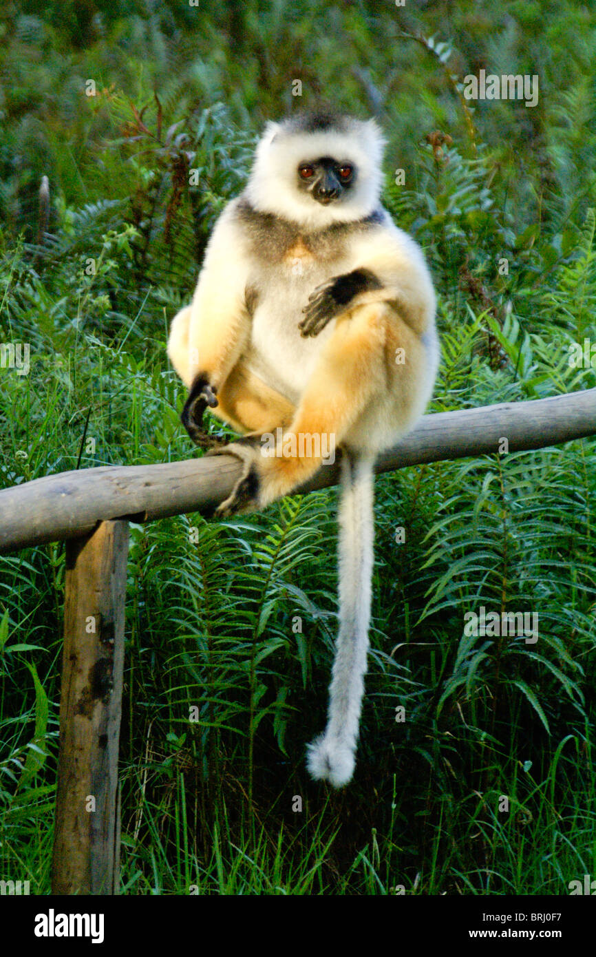 Diademed sifaka, Lemurs Island, Andasibe, Madagascar Stock Photo - Alamy