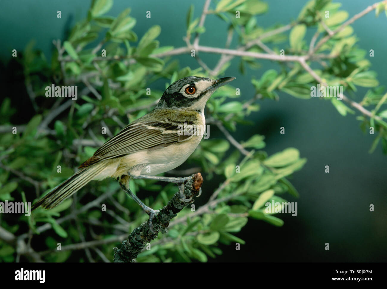 Black-capped Vireo Adult female ENDANGERED SPECIES Stock Photo - Alamy
