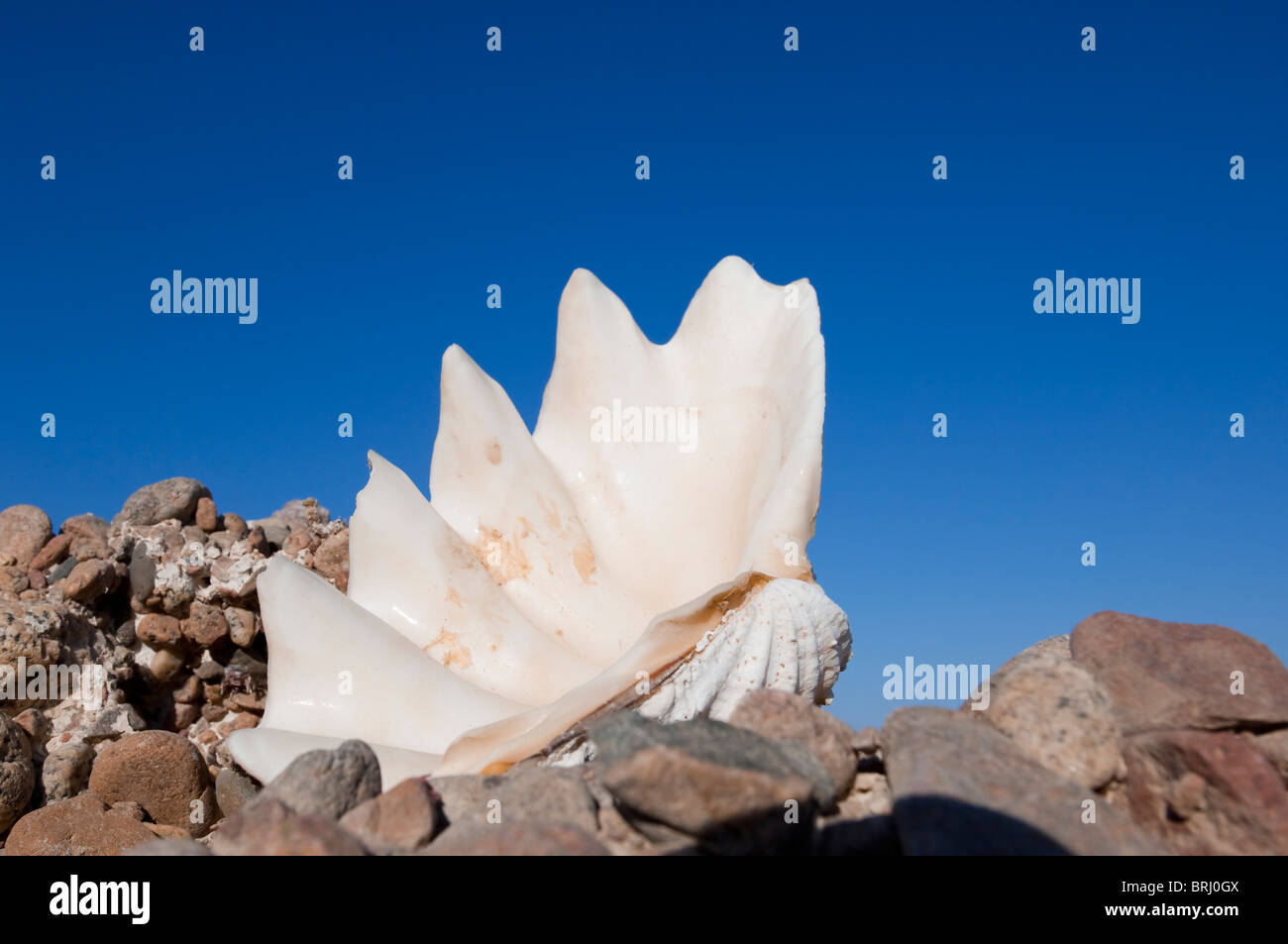 Clam shape hi-res stock photography and images - Alamy