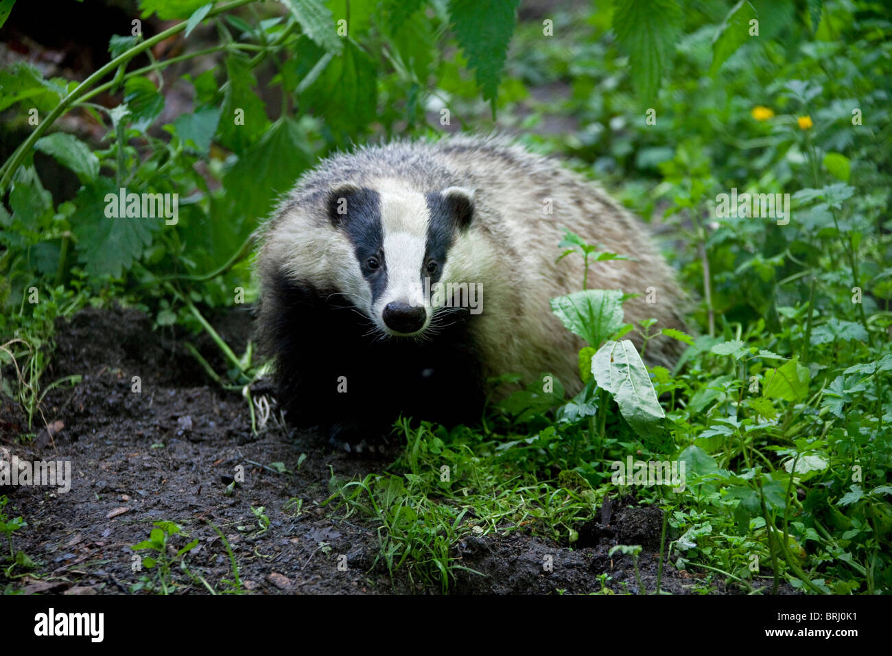 Badger meles meles hi-res stock photography and images - Alamy