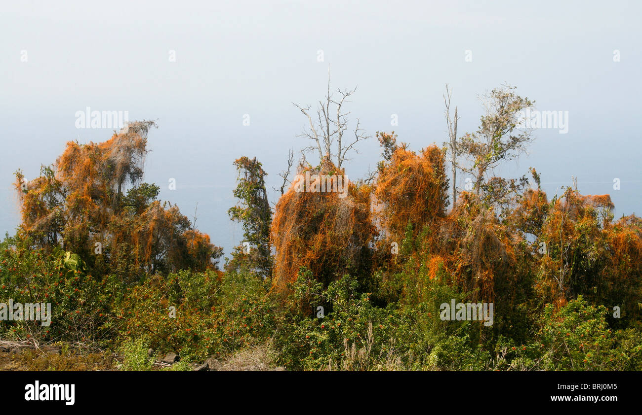 Dodder (Cuscuta sp Stock Photo - Alamy