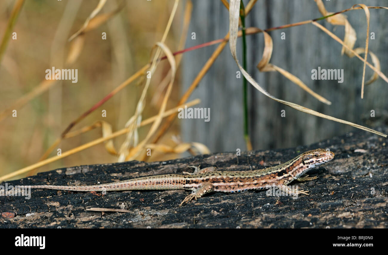 Common wall lizard (Podarcis / Lacerta muralis) sunning on burned wood ...