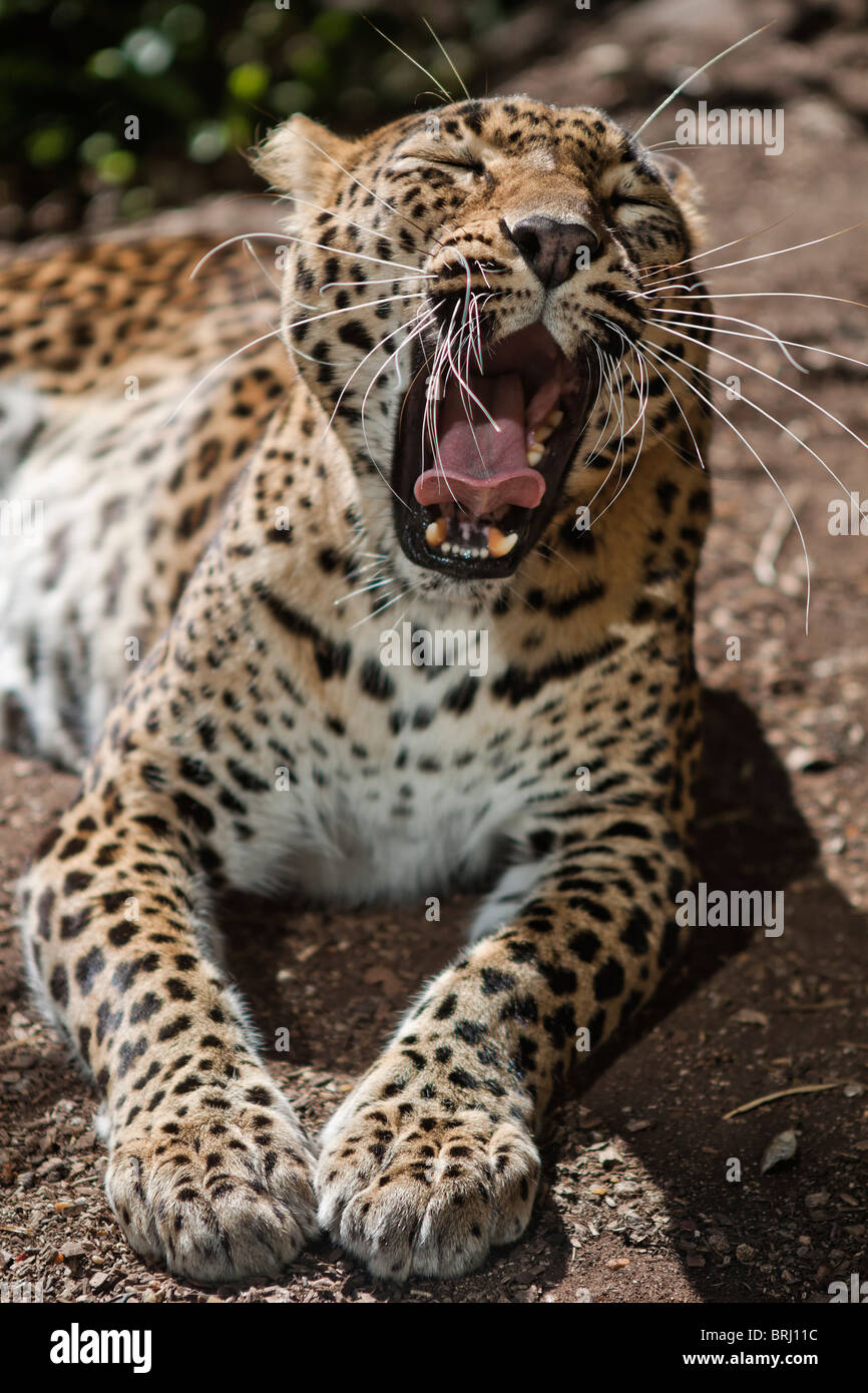 Sri Lankan Leopard (Panthera pardus kotiya Stock Photo - Alamy