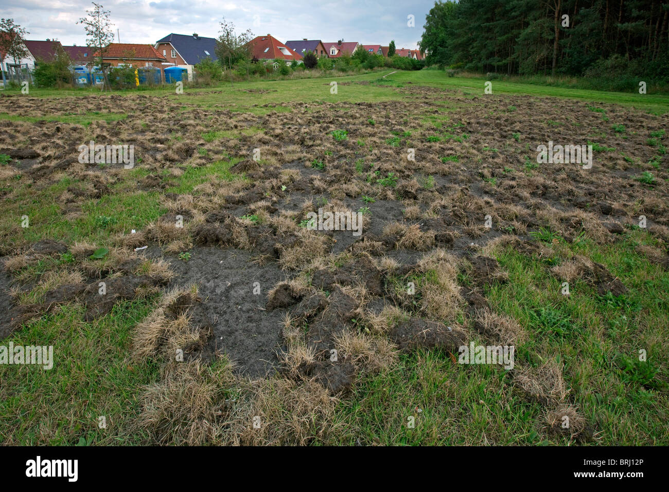 Wild boar (Sus scrofa) damage in field by rooting up the soil in search ...