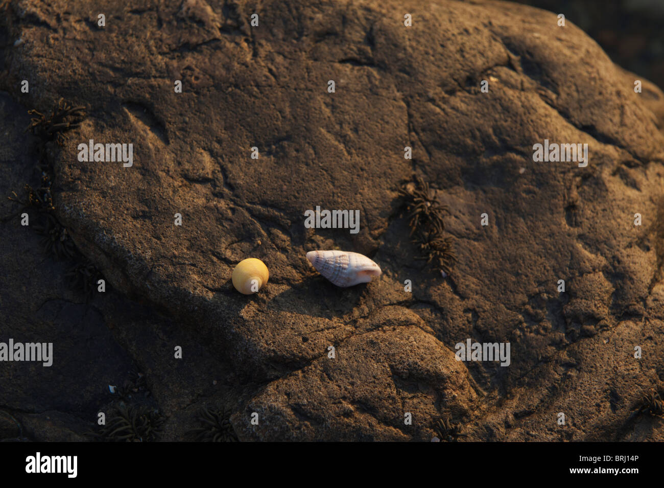 Sea shells on a rock at sunset Stock Photo - Alamy